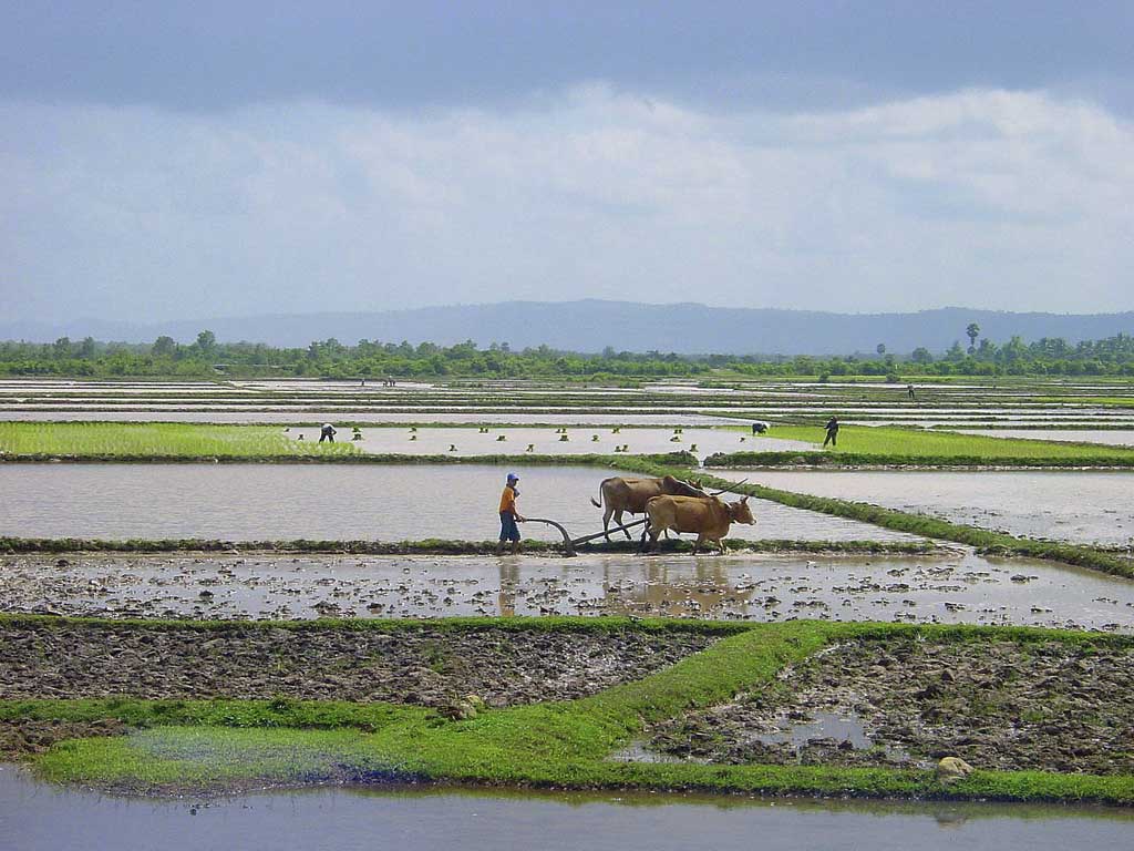 Primo stop all'aumento di triciclazolo nel riso importato - L ...