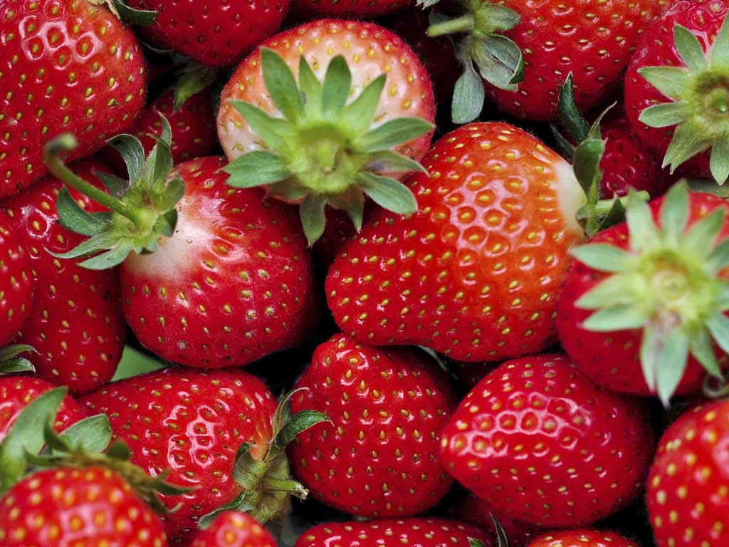 Fragole, senza l’utilizzo della cloropicrina produzione italiana a ...