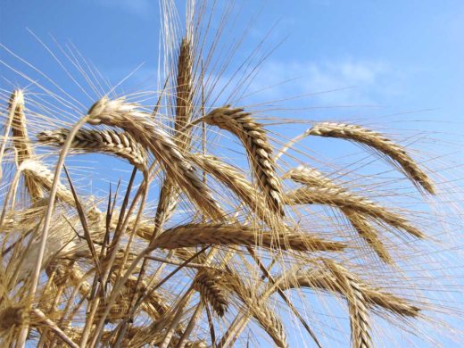Prezzi grano duro giugno 2026 - L'Informatore Agrario
