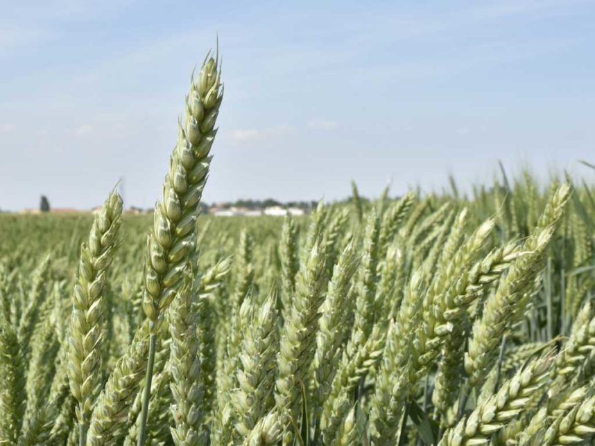 Prezzi grano tenero maggio 2026 - L'Informatore Agrario
