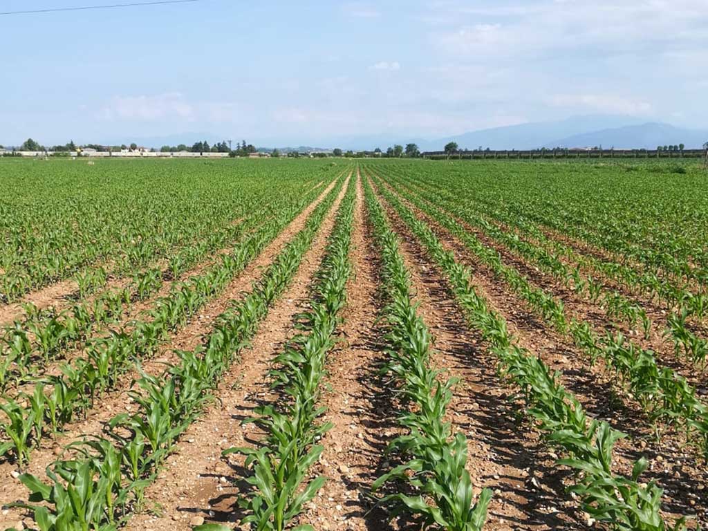 Il mais torna redditizio con Efficient Farming - L'Informatore Agrario