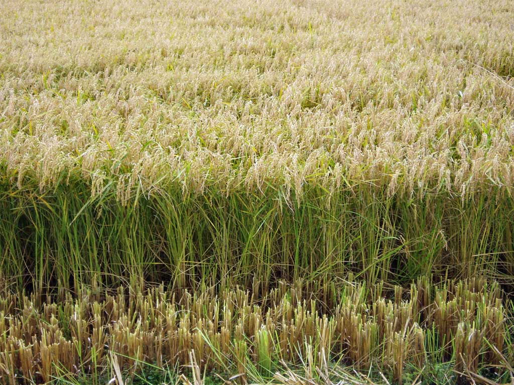 Produrre riso non è redditizio - L'Informatore Agrario