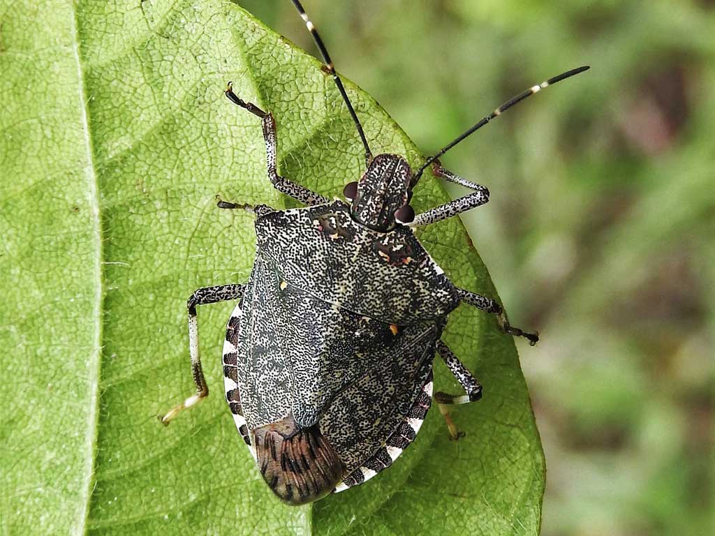 Cimice asiatica: sperimentazione sugli antagonisti naturali - L ...