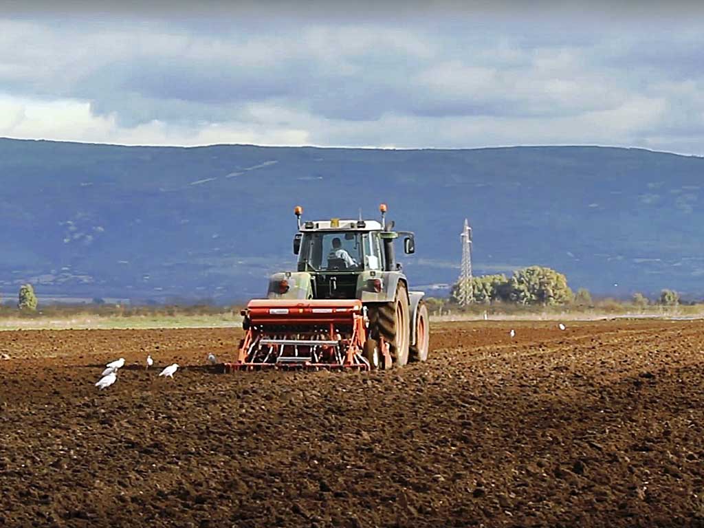 Cereali autunno-vernini: cosa si seminerà - L'Informatore Agrario