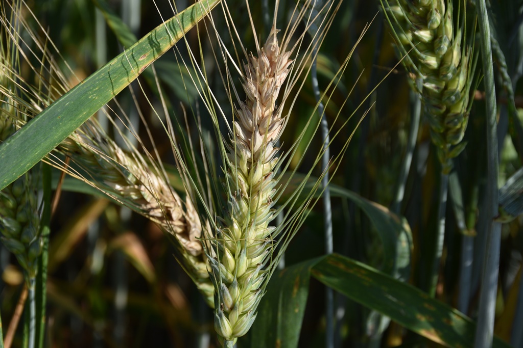 DON e grano duro: come gestirli in filiera - L'Informatore Agrario