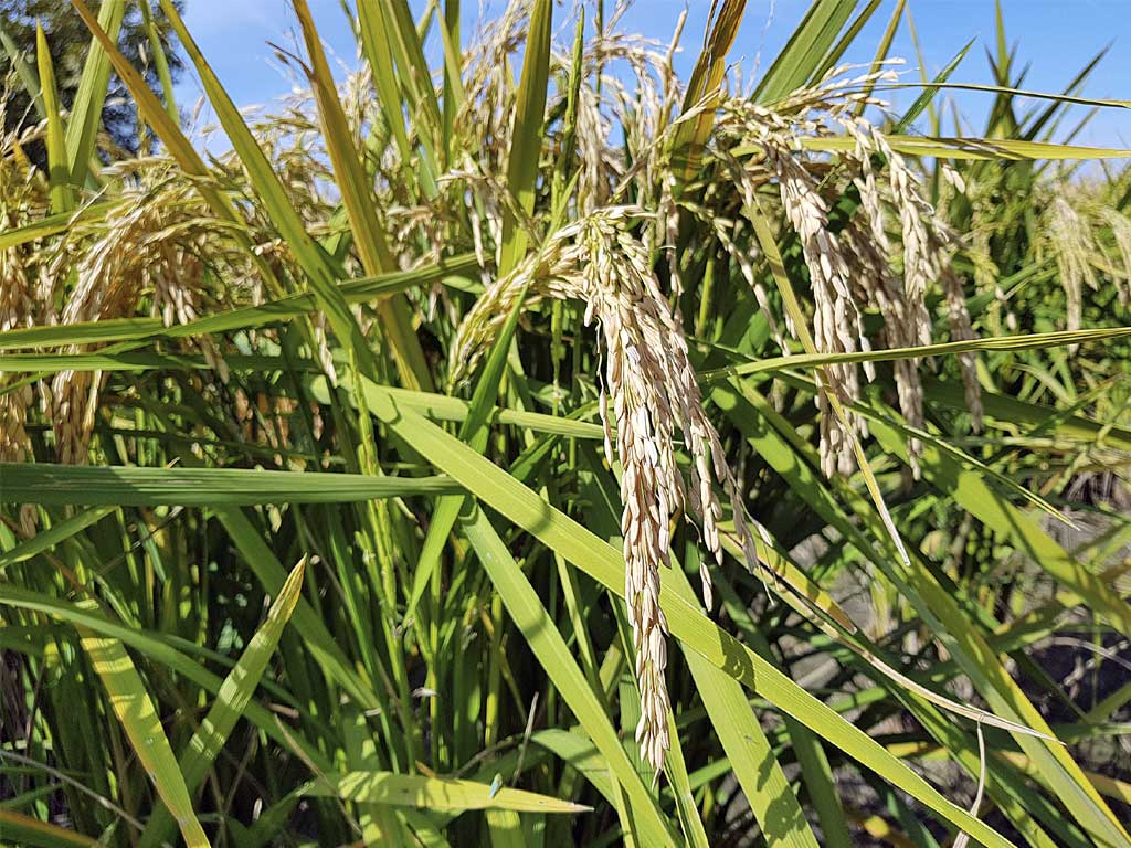 L’Ente Risi all’attacco del riso cambogiano - L'Informatore Agrario