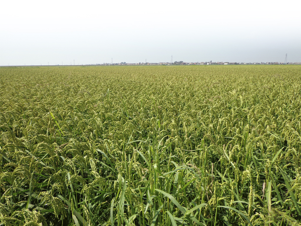 Riso: crescono le superfici in Italia - L'Informatore Agrario