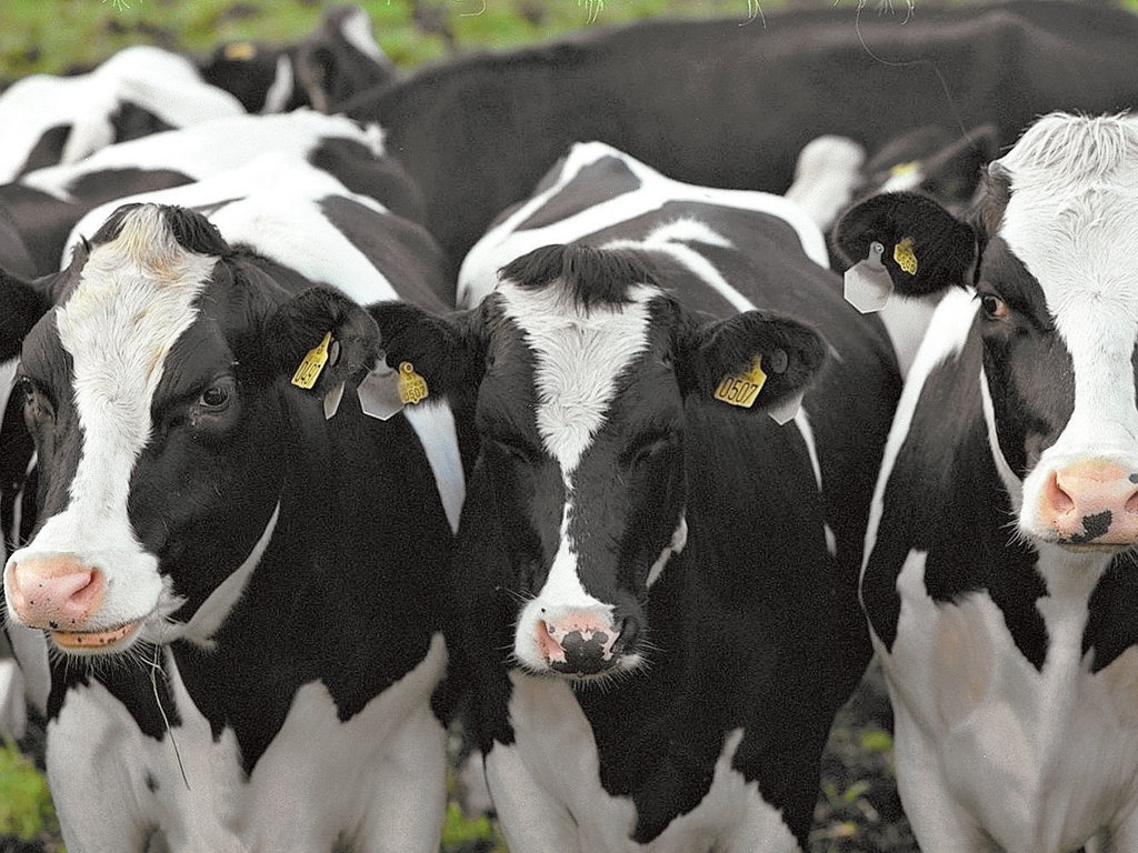 Nuovo indice genetico per le vacche del Parmigiano Reggiano - L ...