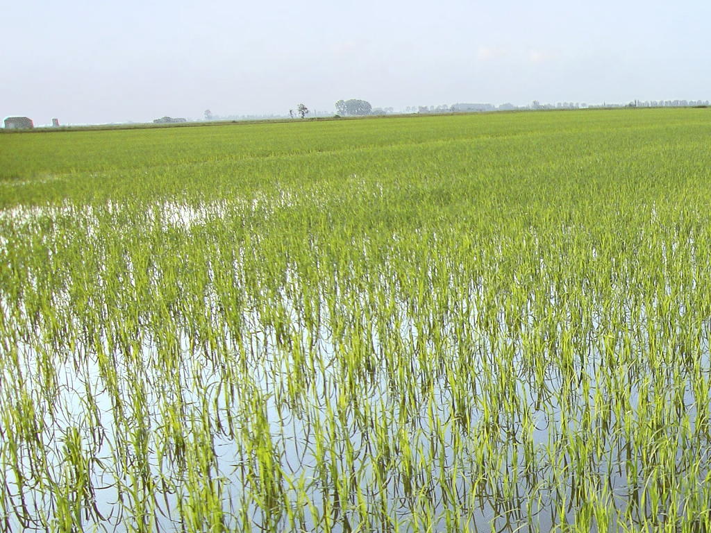 Coltivare più riso in Italia? No, grazie - L'Informatore Agrario