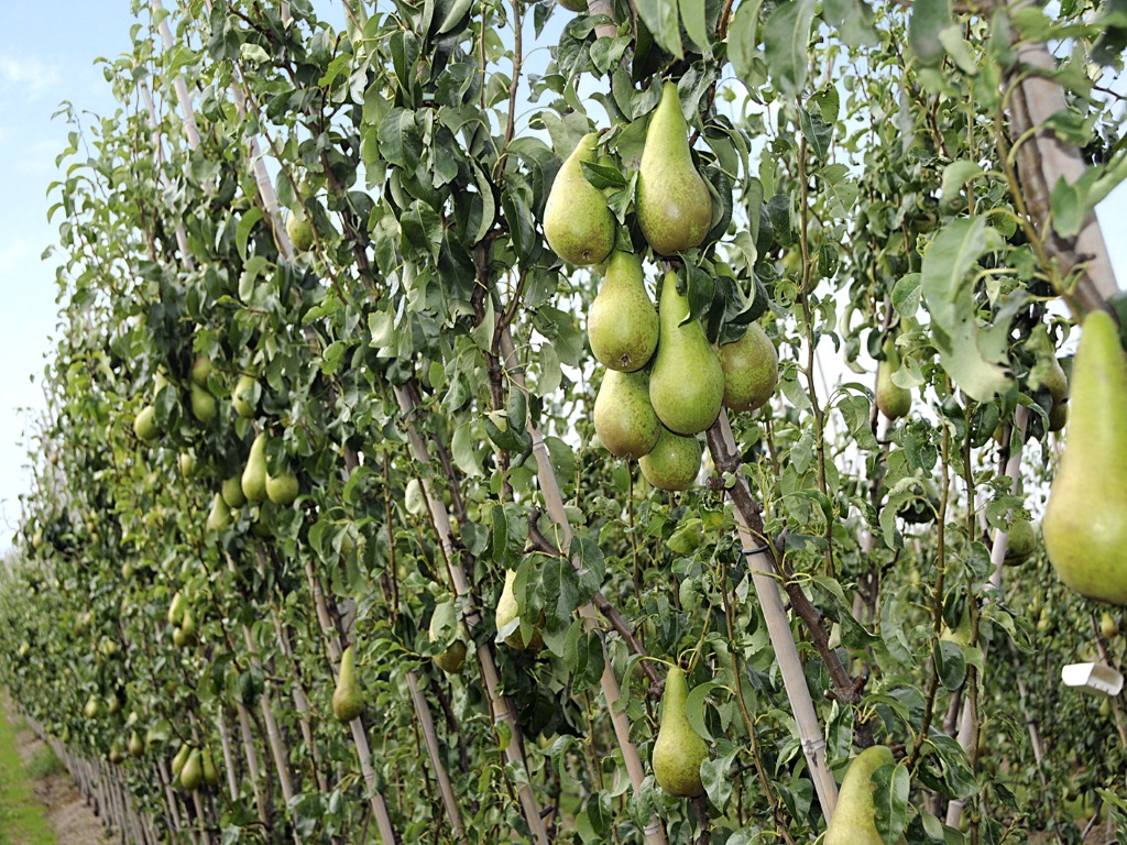 Pere italiane, manca un terzo della normale produzione - L'Informatore ...