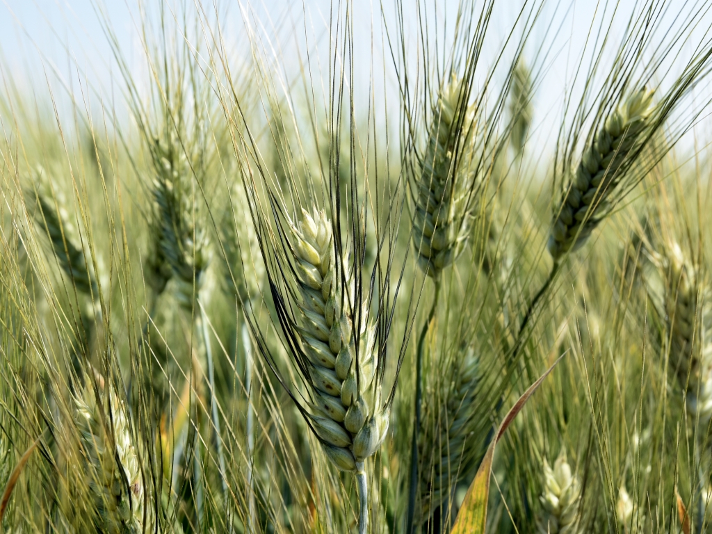 «Seme di qualità»: tracciabilità dei cereali italiani garantita a ...