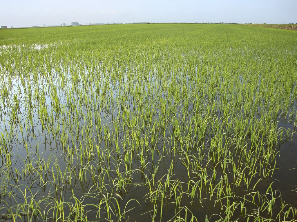 Riso, più indica o più tondo nelle semine 2019? - L'Informatore Agrario