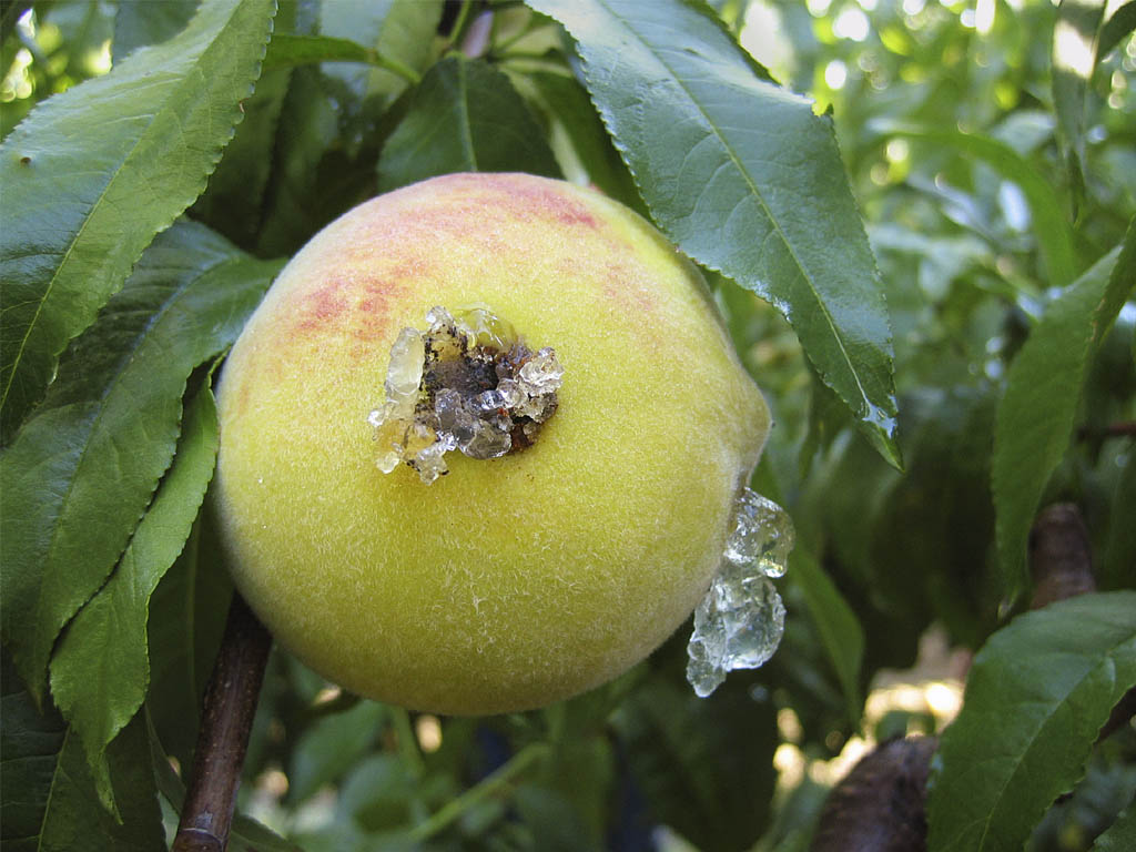 Cydia molesta - L'Informatore Agrario