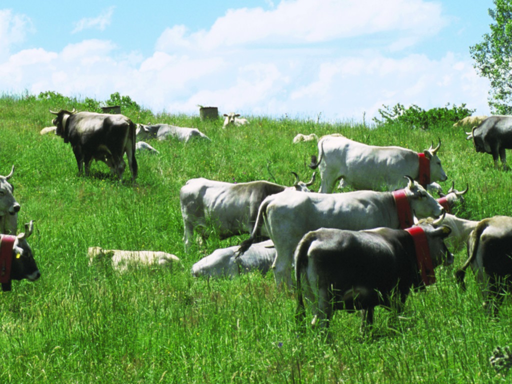 bovini al pascolo - L'Informatore Agrario