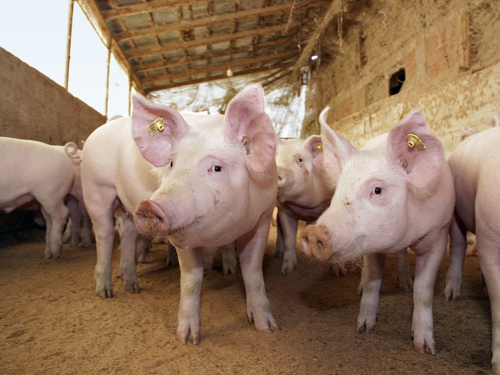 La crisi cinese spinge le quotazioni dei suini - L'Informatore Agrario