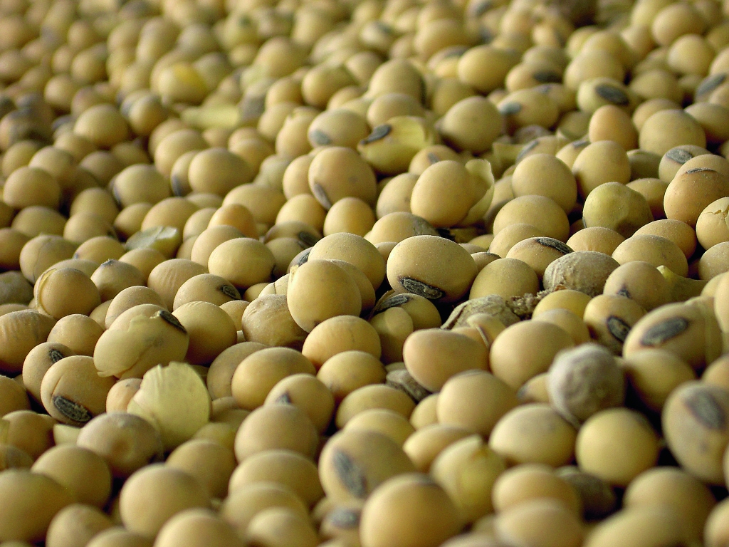 Cina: stop all’import di soia USA - L'Informatore Agrario
