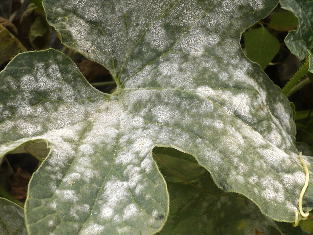 Come difendersi dall’oidio delle cucurbitacee - L'Informatore Agrario