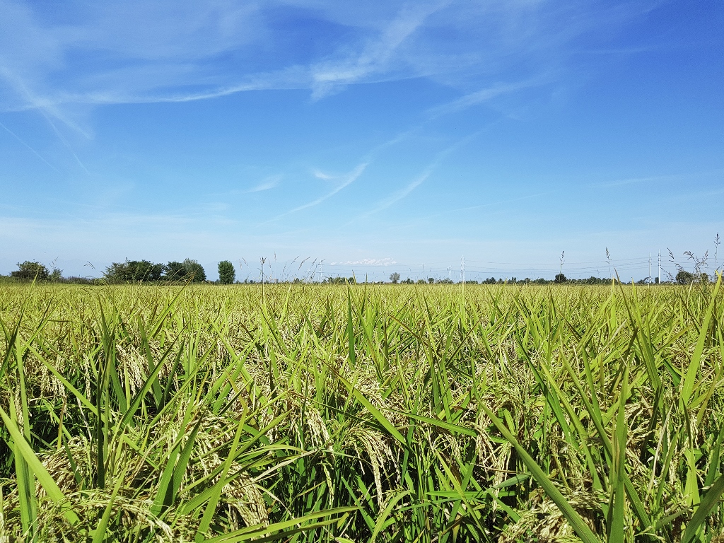 Nuovo allarme per il riso italiano - L'Informatore Agrario