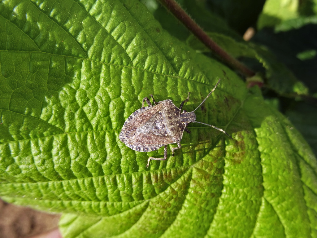 Cimice asiatica: un'emergenza che non può aspettare