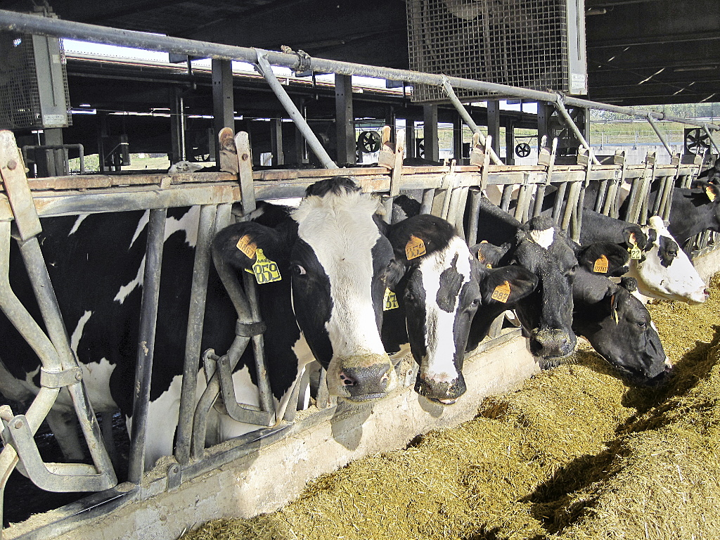 Redditività della stalla sotto controllo con Herd-up - L'Informatore ...