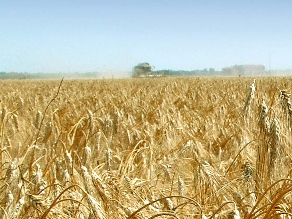 Grano duro, la burocrazia affonda gli aiuti - L'Informatore Agrario