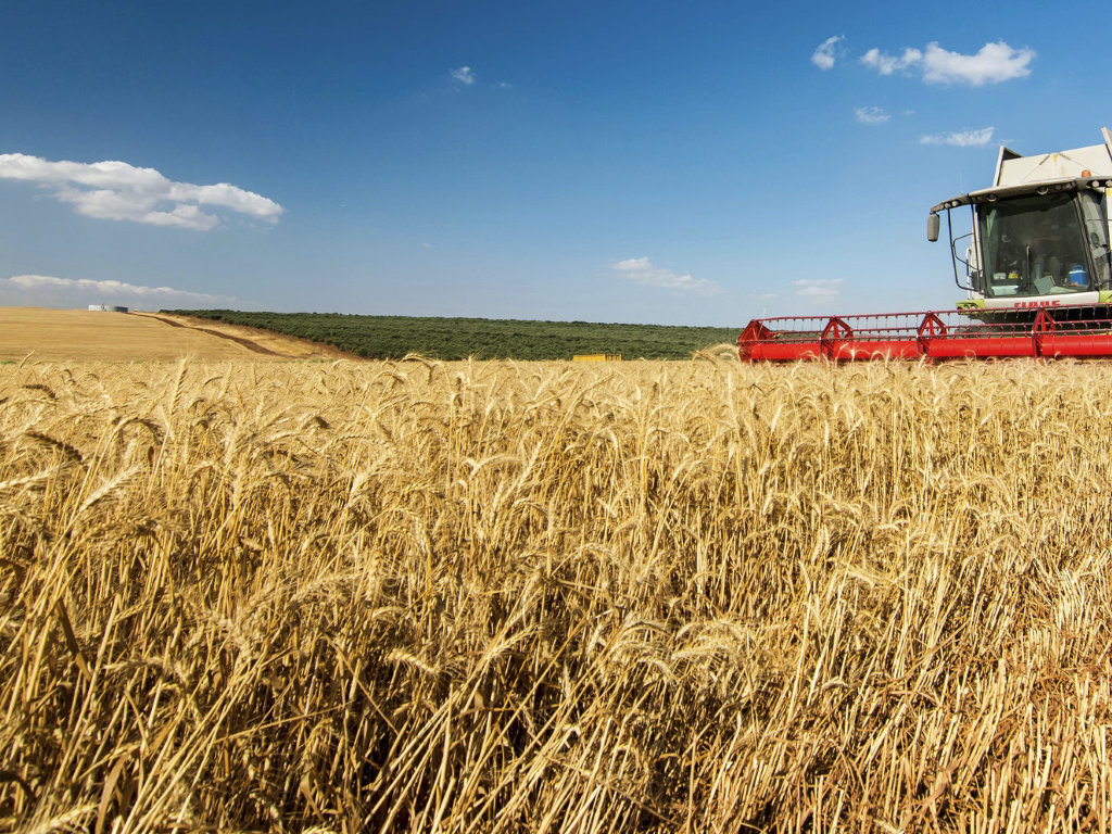Fondo grano duro, c’è il decreto da 40 milioni - L'Informatore Agrario