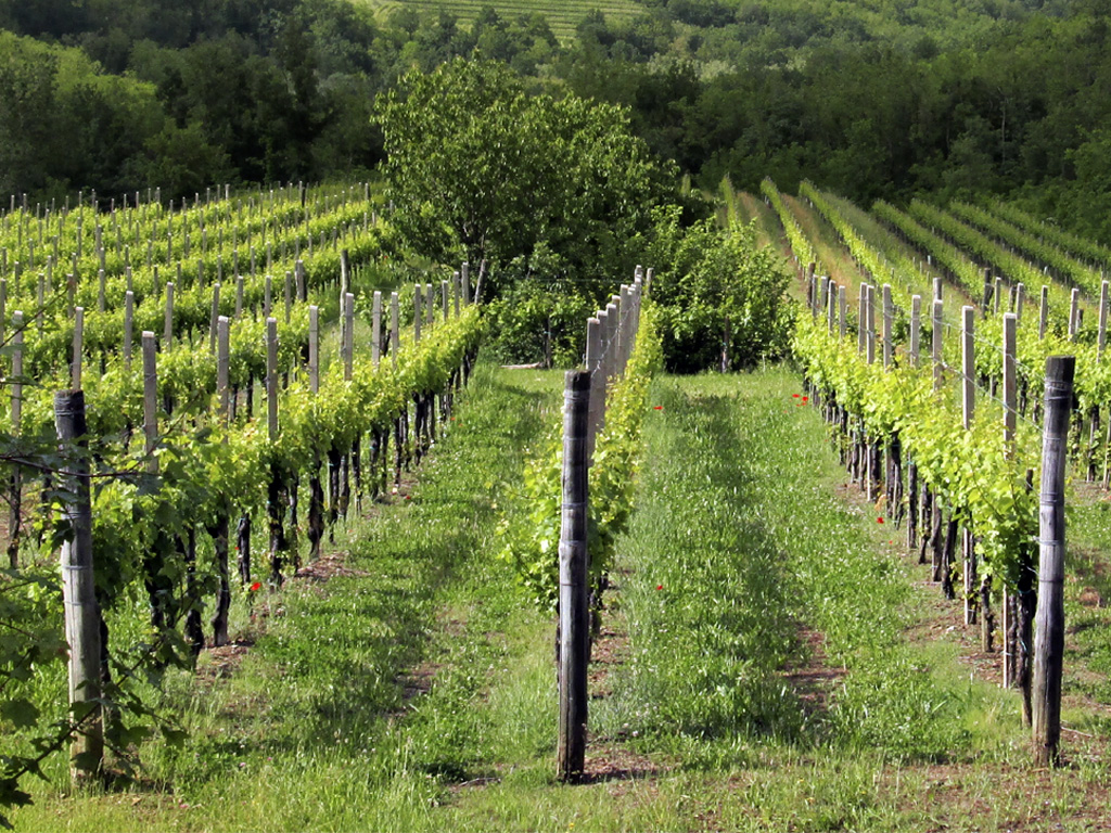 La concimazione del vigneto biologico - L'Informatore Agrario
