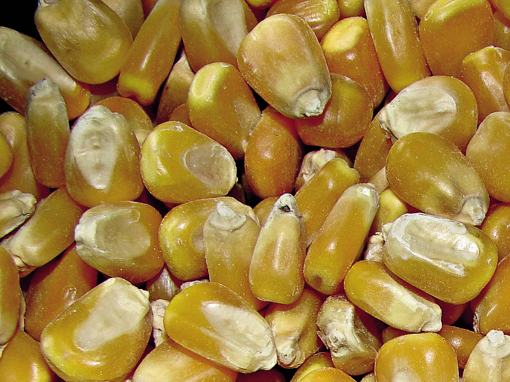 Commissione UE autorizza l’import di otto varietà ogm