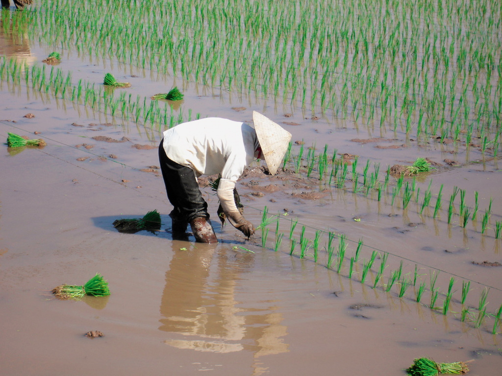 L'Italia contro l'innalzamento dei limiti di Triciclazolo nel riso ...