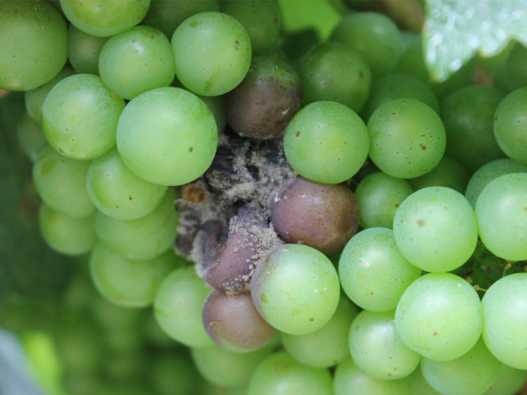 Muffa grigia della vite, ruolo chiave dell'intervento in fioritura - L ...