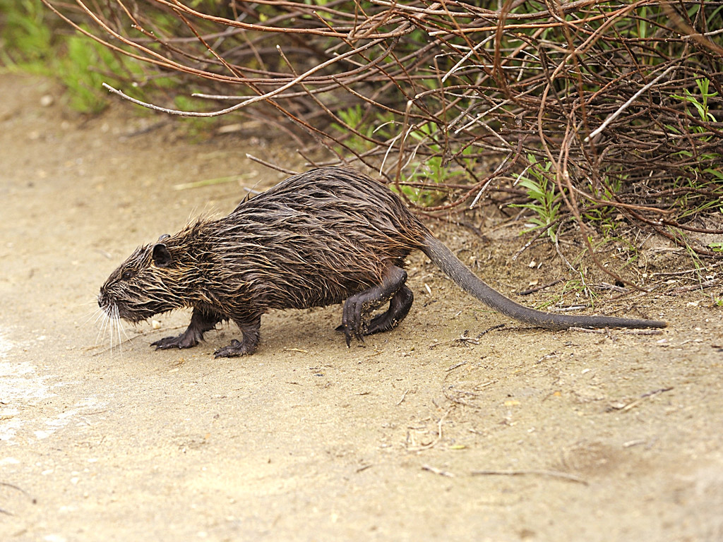 Parte il piano di contenimento delle nutrie - L'Informatore Agrario