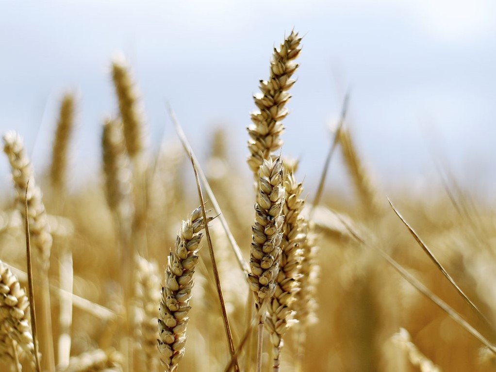 Frumento tenero e duro 2020: le prospettive di reddito ci sono - L ...