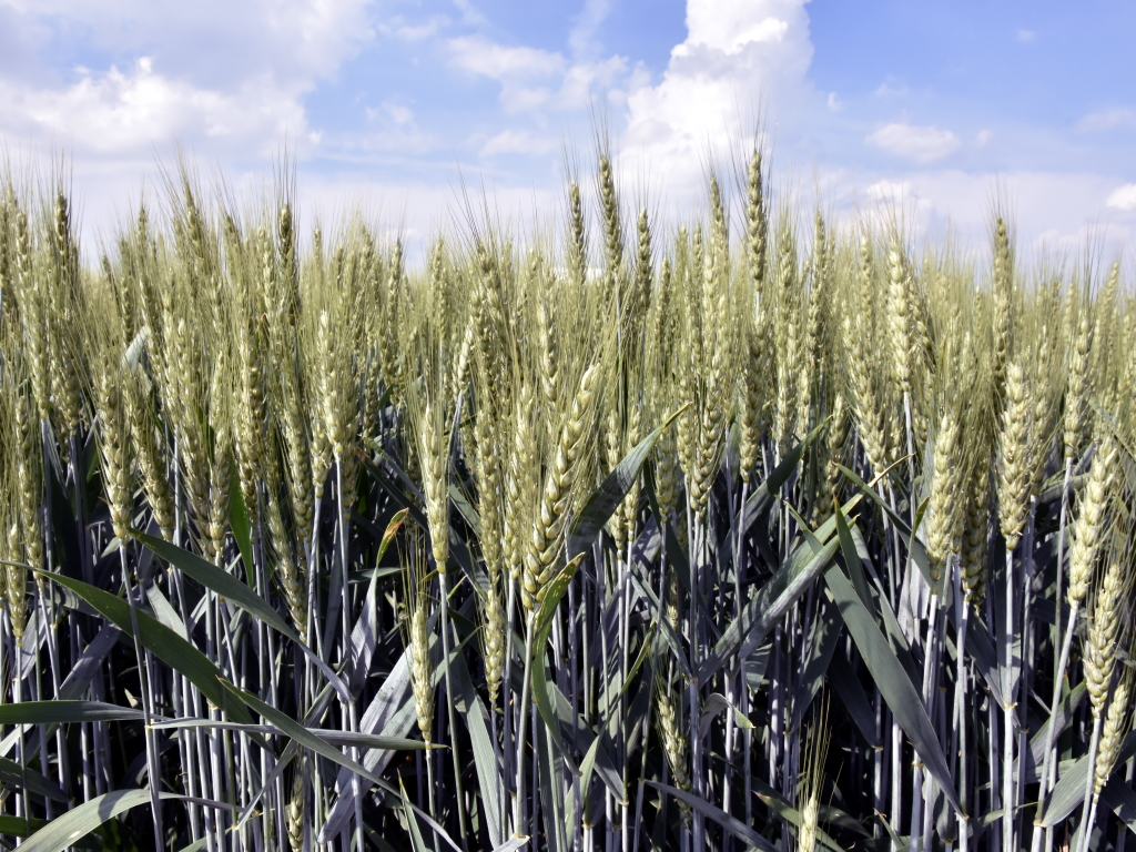 Raccolto 2020 scarso per il grano tenero nazionale - L'Informatore Agrario