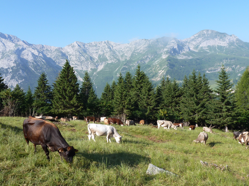 Pascolo: risorsa strategica o semplice opportunità? - L'Informatore Agrario