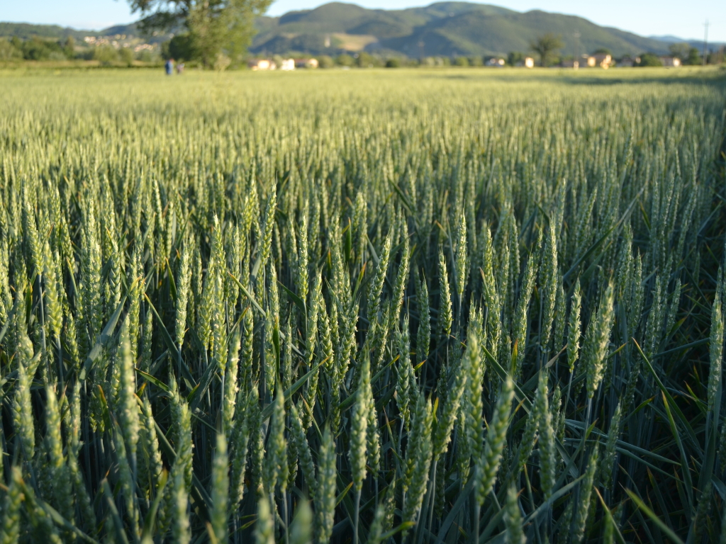 Frumento tenero: varietà e nutrizione per le nuove filiere - L ...