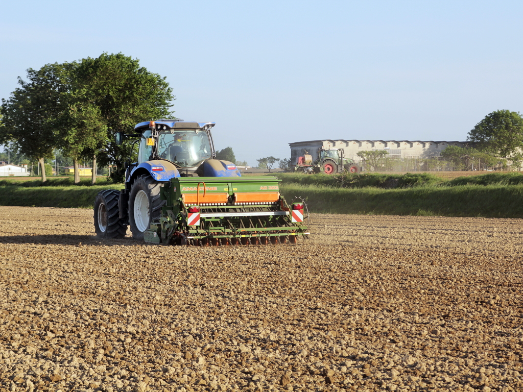 Istat, intenzioni di semina: giù mais e grano duro, sale il frumento ...