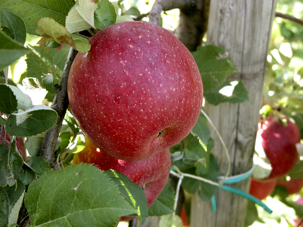 Biostimolanti efficaci per resa e qualità del melo - L'Informatore Agrario