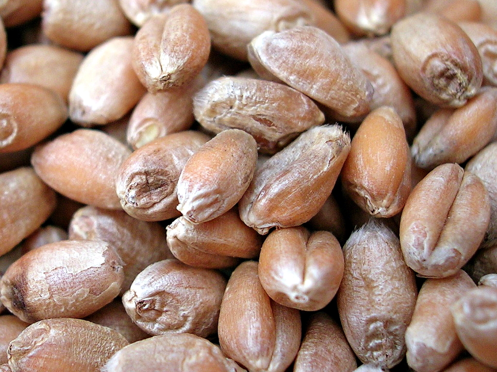 Grano duro in filiera: si conferma la qualità superiore - L'Informatore ...