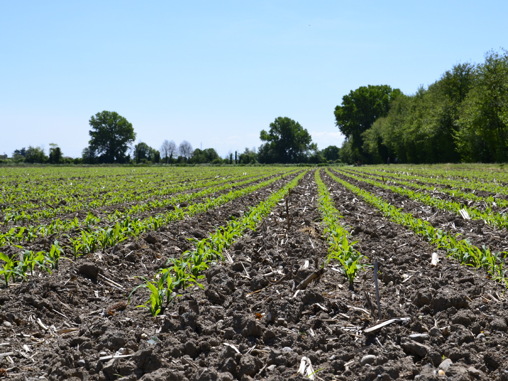 Assosementi: -5% le stime di semina del mais nel 2022 - L'Informatore ...