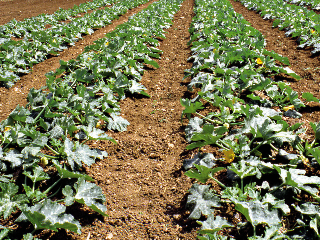 Cucurbitacee, come difendersi da aleurodidi e tripidi - L'Informatore ...