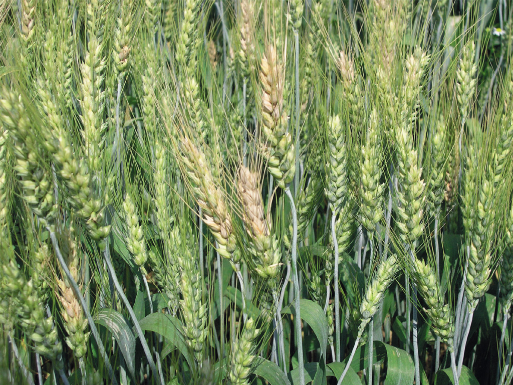 Efficacia di Pythium oligandrum contro la fusariosi del frumento - L ...