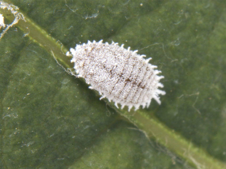 Planococcus ficus - L'Informatore Agrario