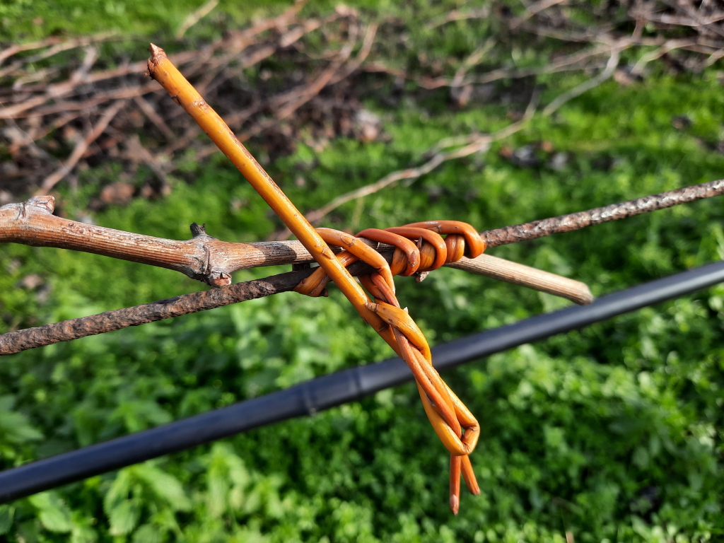 Legatura con il vimini per vigneti più sostenibili - L'Informatore Agrario