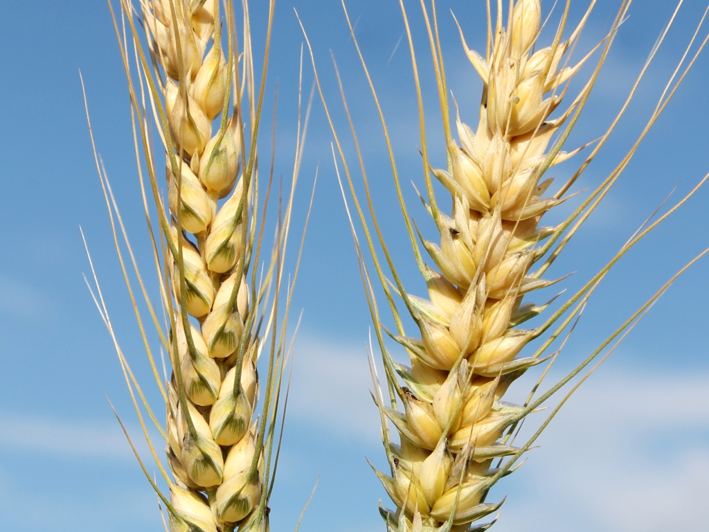 Produzione 2021 in lieve aumento per il grano tenero italiano - L ...