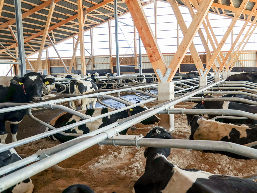 Cosa fanno di diverso le stalle di successo - L'Informatore Agrario