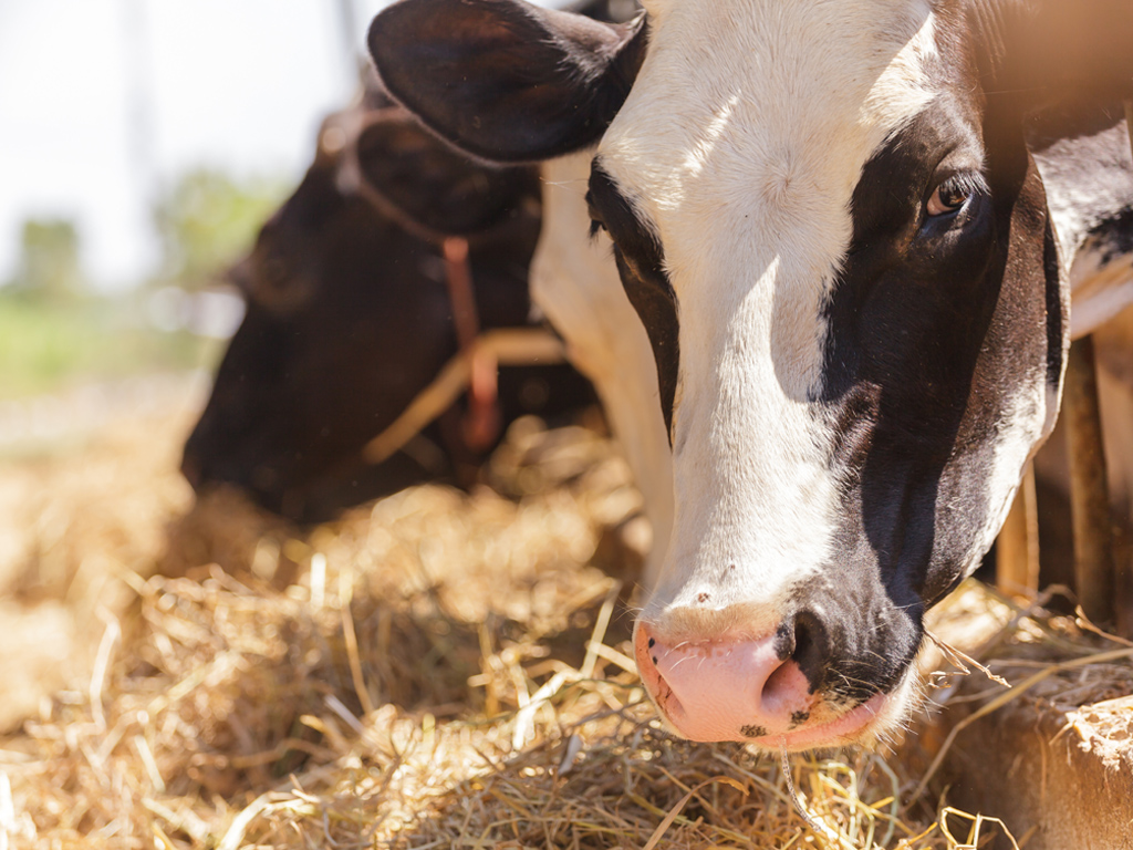 Stalla moderna ad alto benessere