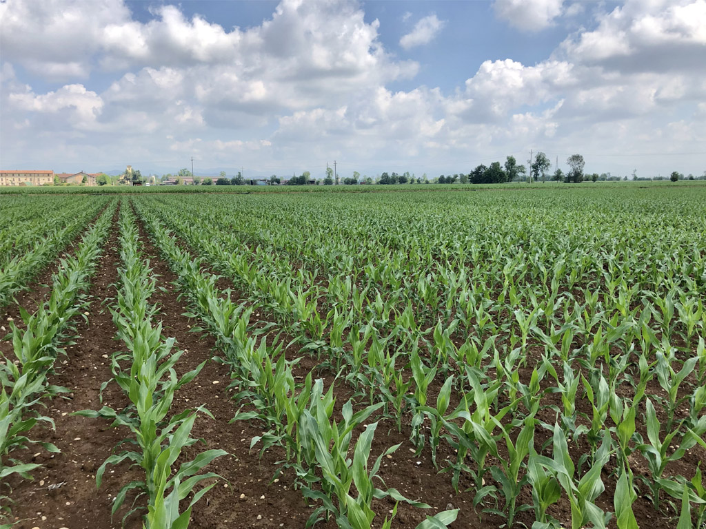 Agrotecniche innovative al servizio di rese e redditività del mais - L ...