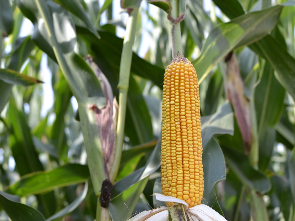 Le quotazioni da record non aiutano il mais italiano - L'Informatore ...