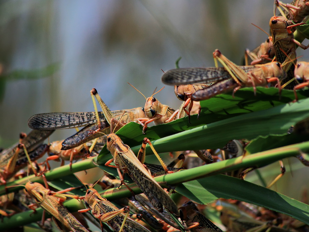Le cavallette invadono di nuovo la Sardegna - L'Informatore Agrario