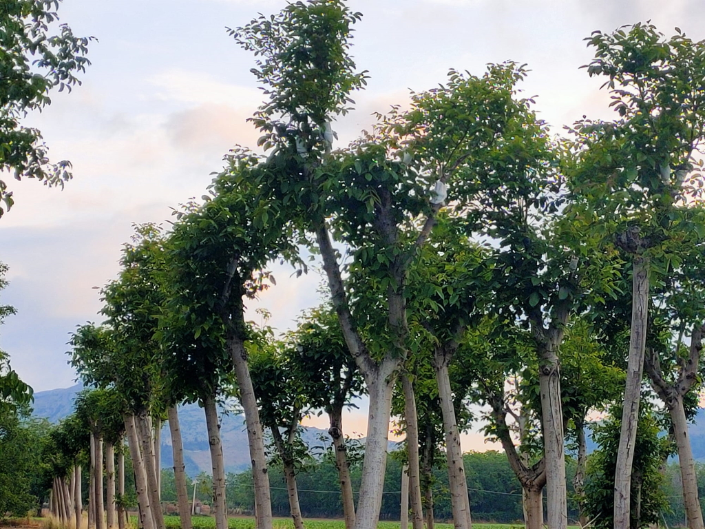 Per il noceto italiano servono impianti moderni e intensivi - L ...